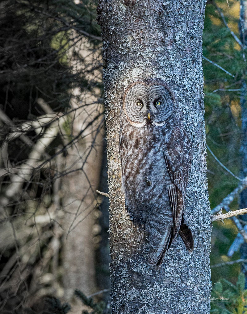There Are No Owls Here | Upper Valley Photos